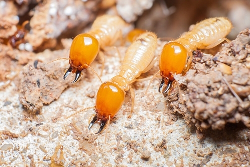 Termite Control Phoenix | Termite Pest Control Company | Agro Pest Control