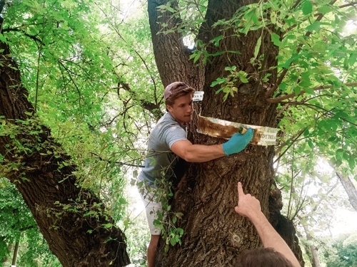 Schmidt Tree Banding