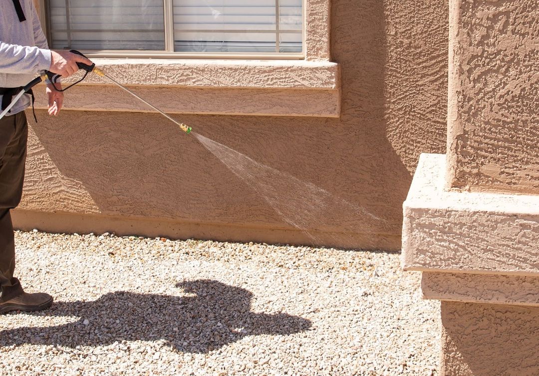 How to Get Rid of Pigeons - The Ultimate Pigeon Control Solution