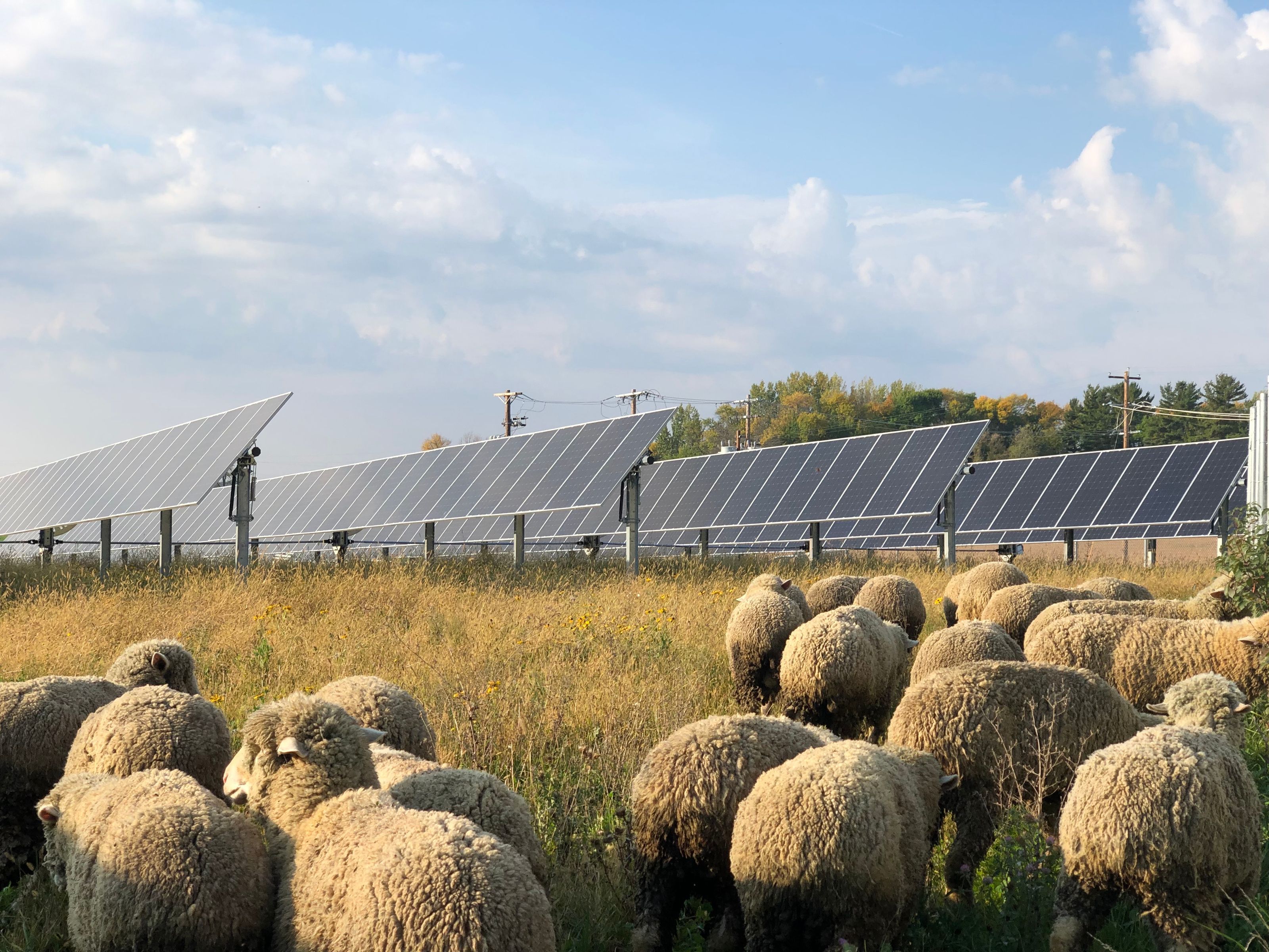 Agrivoltaics at US Solar