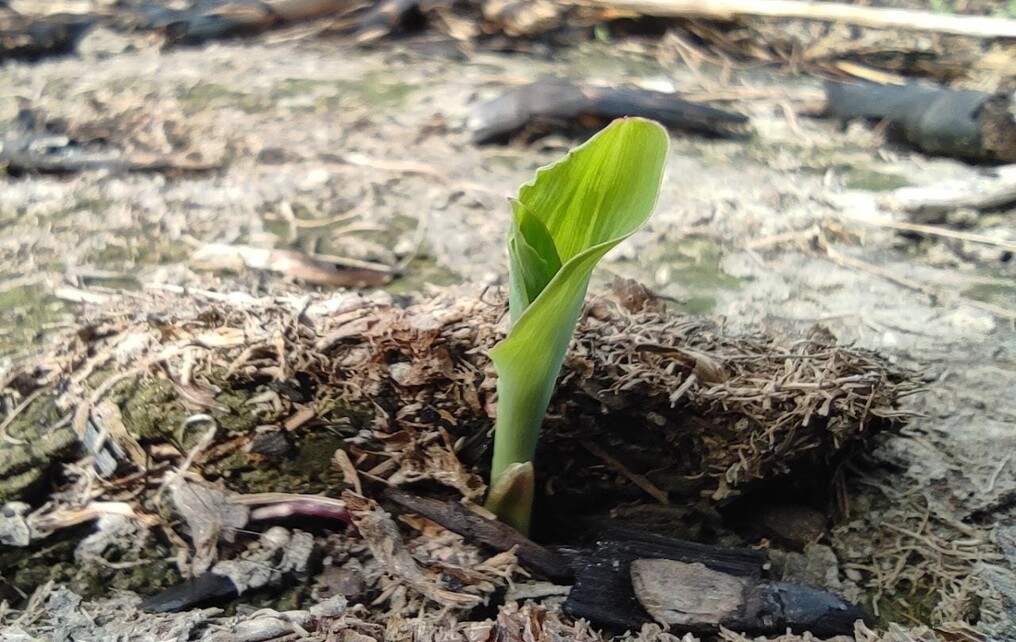 Jiva • From the Press