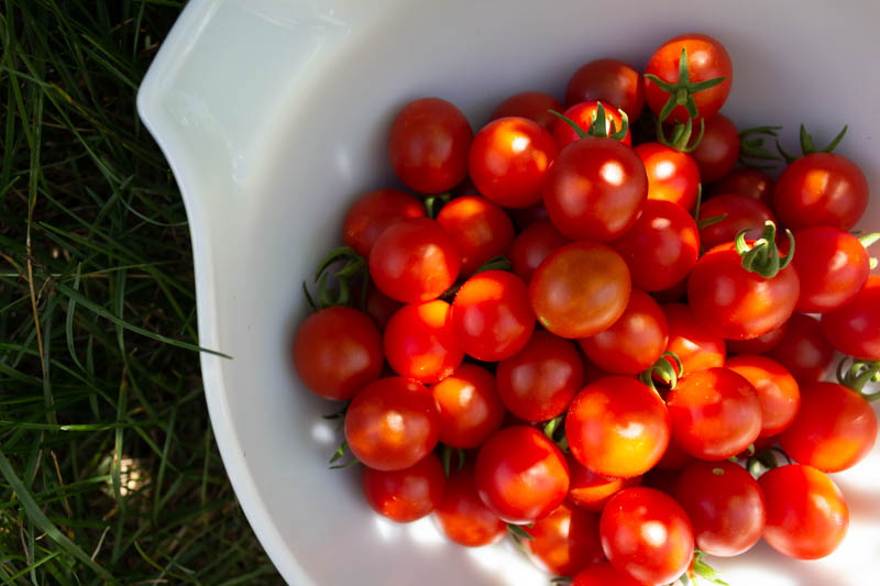 A Guide to Cherry Tomatoes