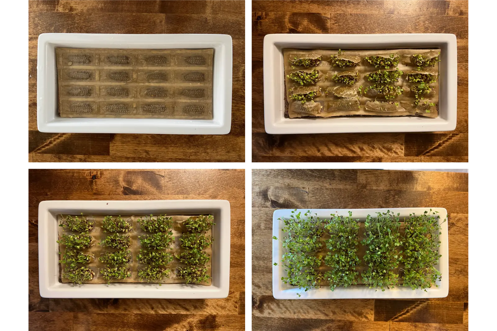 How to Grow Microgreens at Home: A Hamama Greens Review