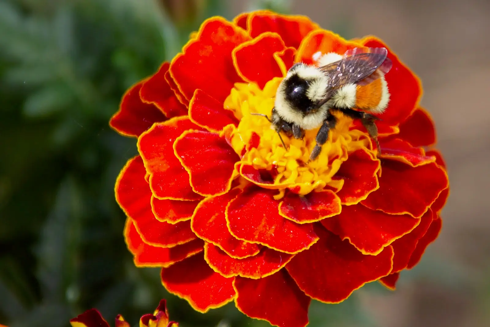 Benefits of Growing Marigolds in a Vegetable Garden