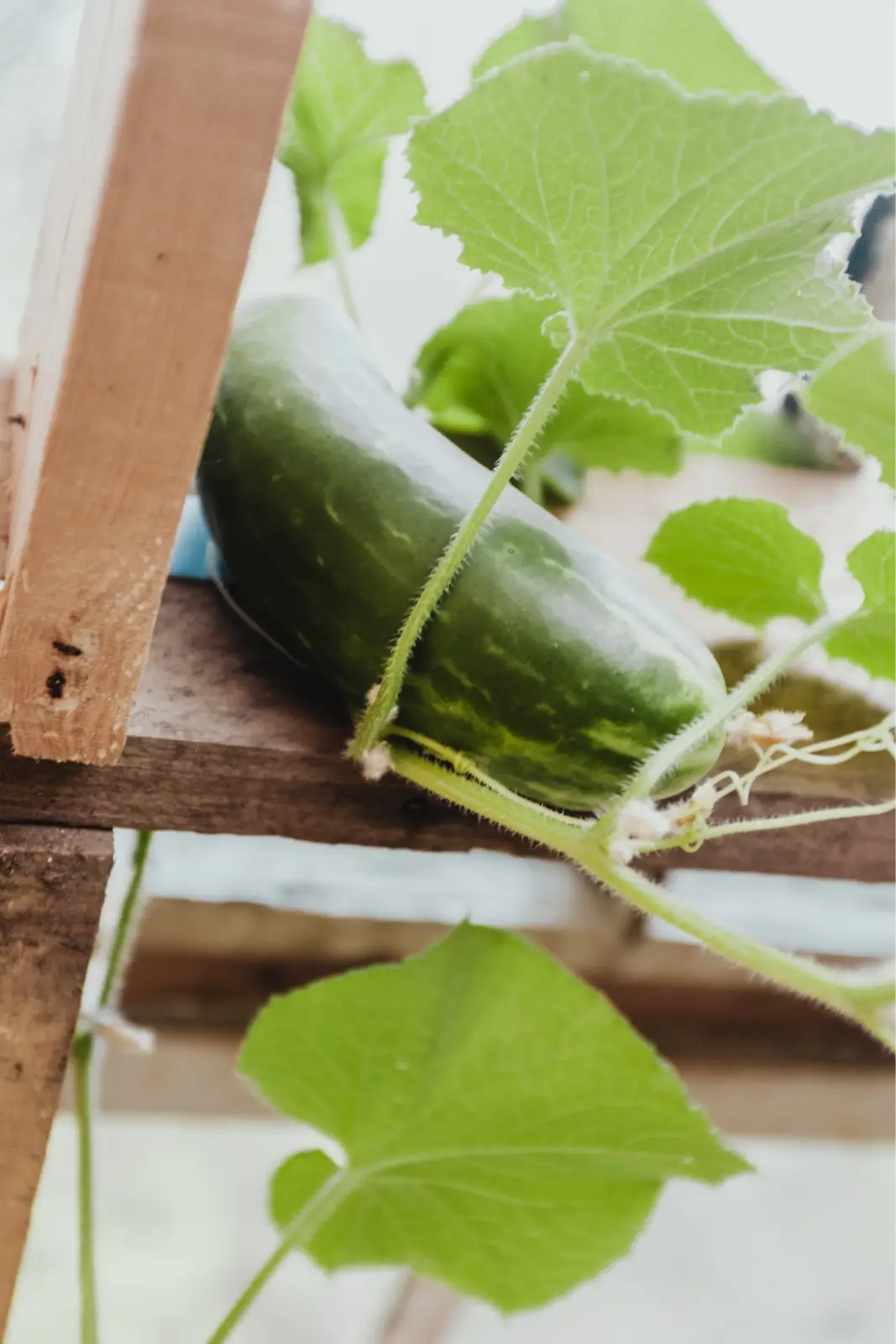 Best Way to Grow Cucumbers in Raised Beds (Gardening Tips)