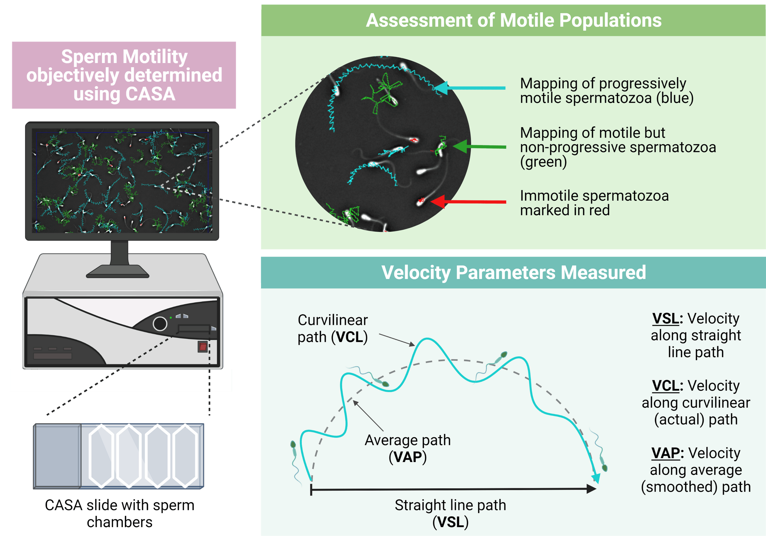 Motility (CASA) | Breed Diagnostics