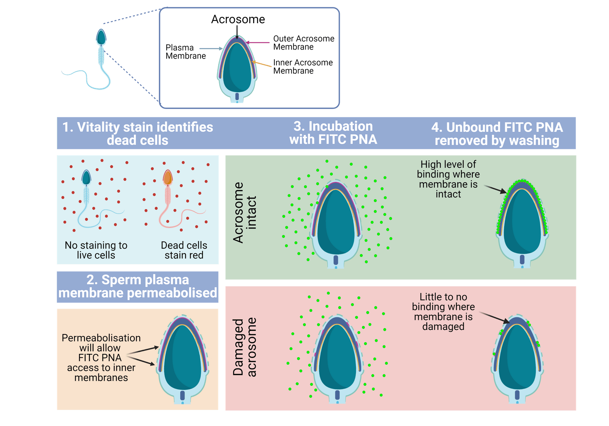 Acrosome integrity and viability (flow cytometry) | Breed Diagnostics