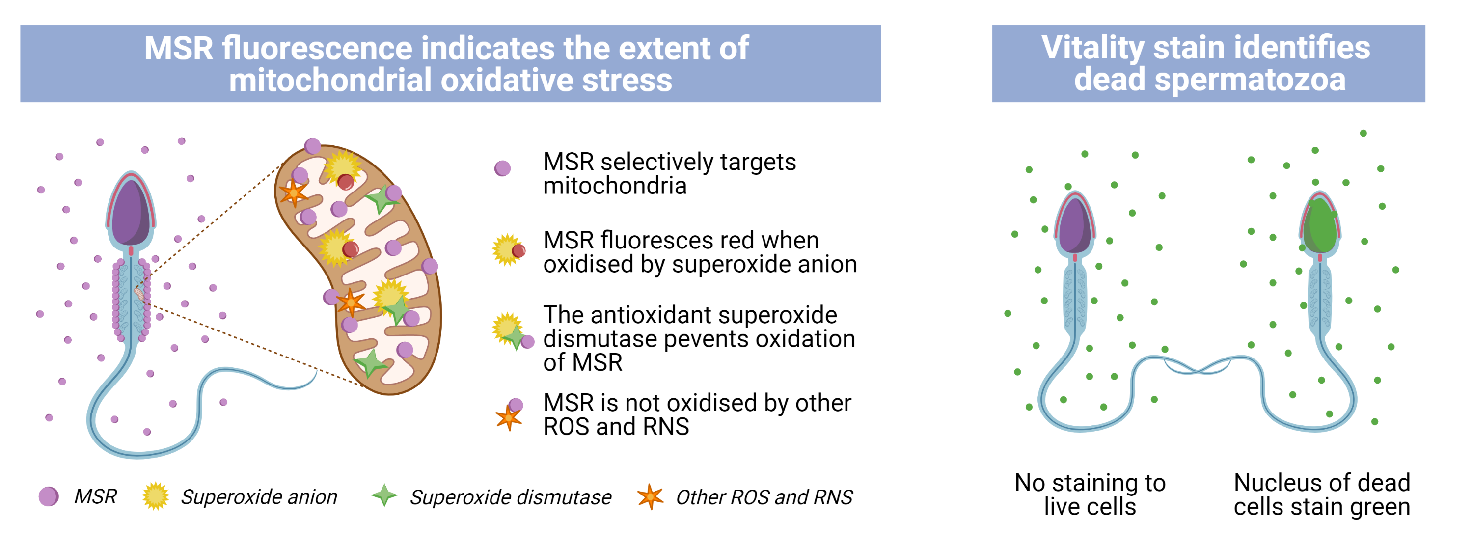 Mitochondrial oxidative stress (flow cytometry) | Breed Diagnostics