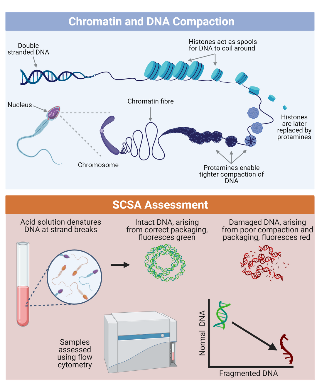 SCSA (flow cytometry) | Breed Diagnostics