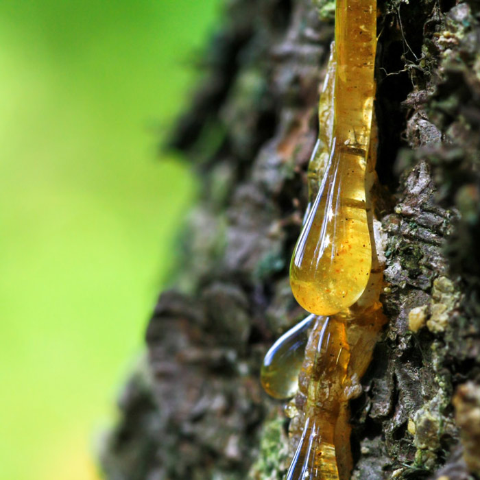Best Way To Remove Tree Sap From Your Car Safely