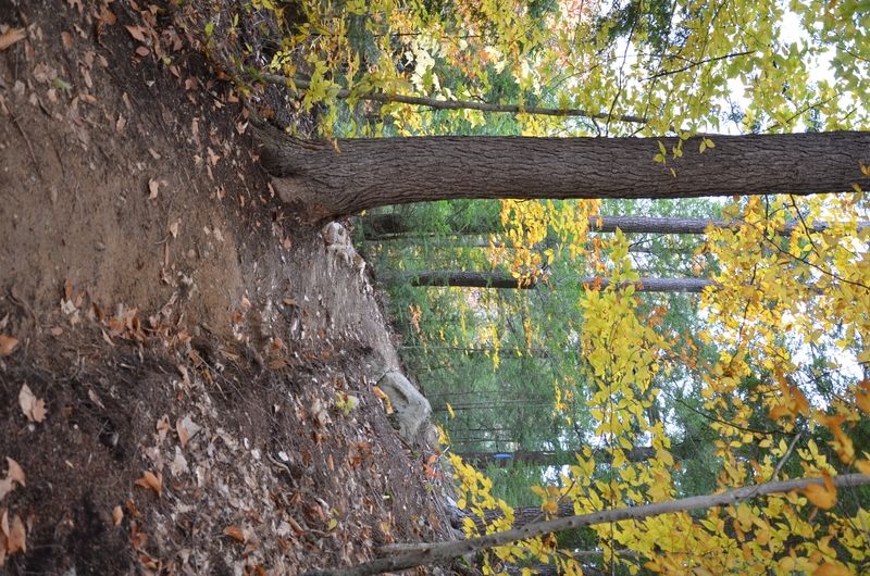 Loon Echo Land Trust: Explore Raymond Community Forest