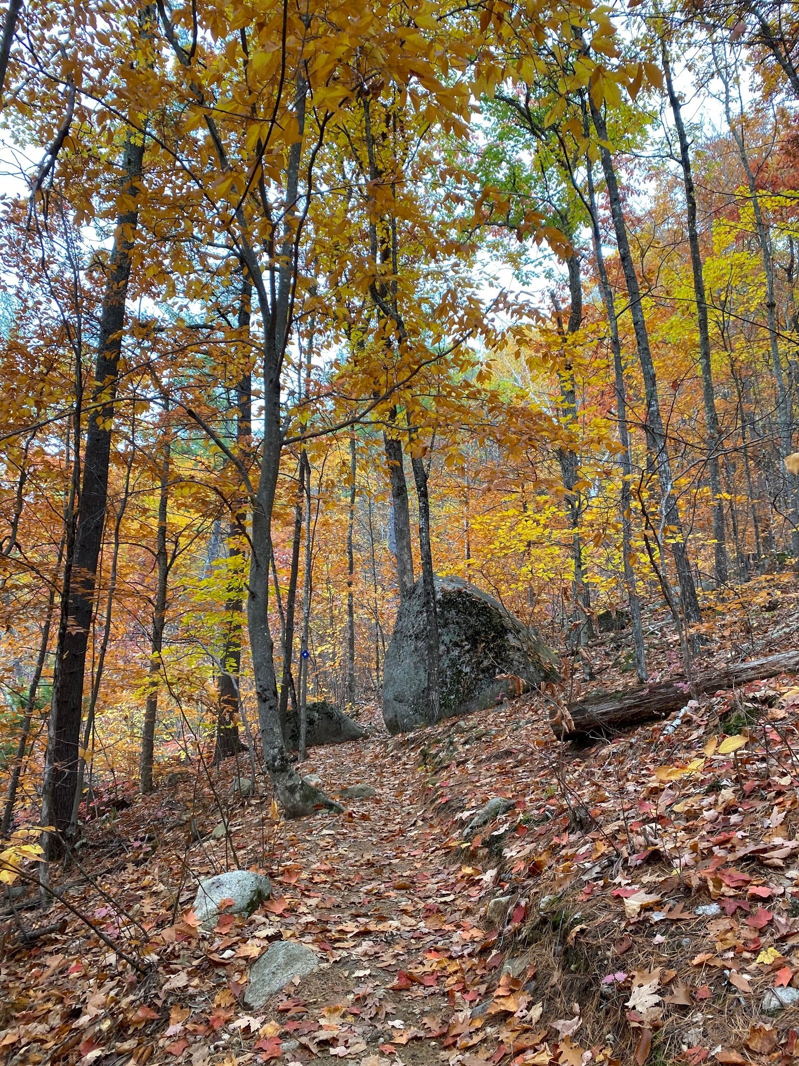 Loon Echo Land Trust: Explore Raymond Community Forest