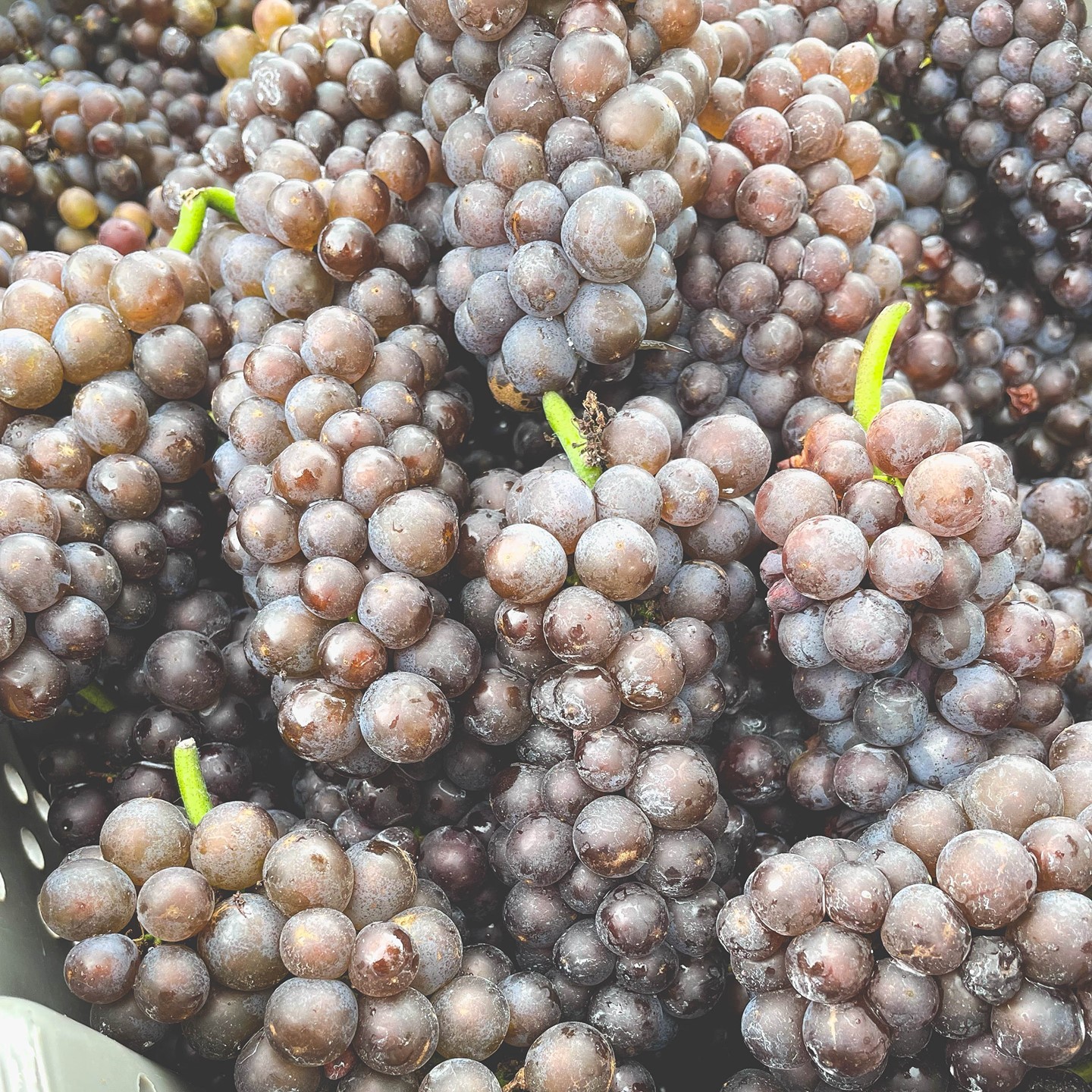 Three Fox Vineyard & Brewery