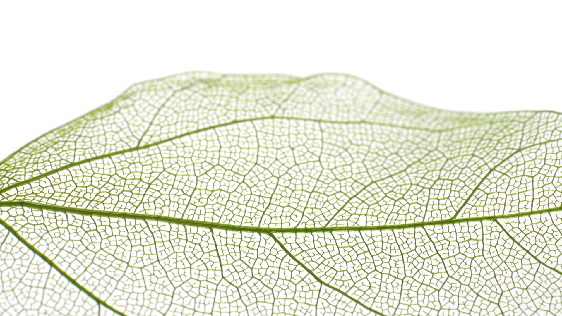 Vitamin B3: Get to Know Your Niacins | RYSE Chiropractic