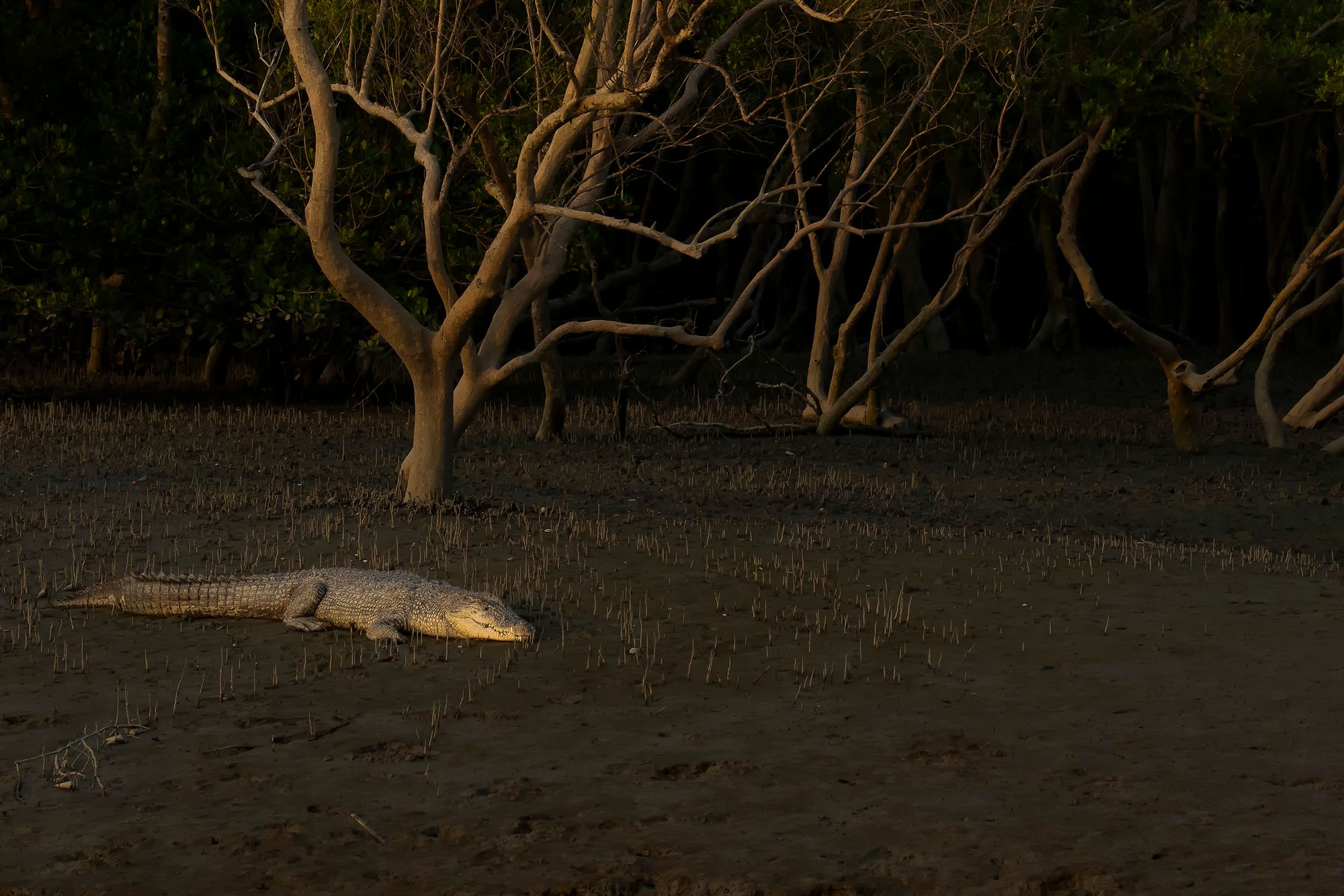 Mangrove & Wildlife