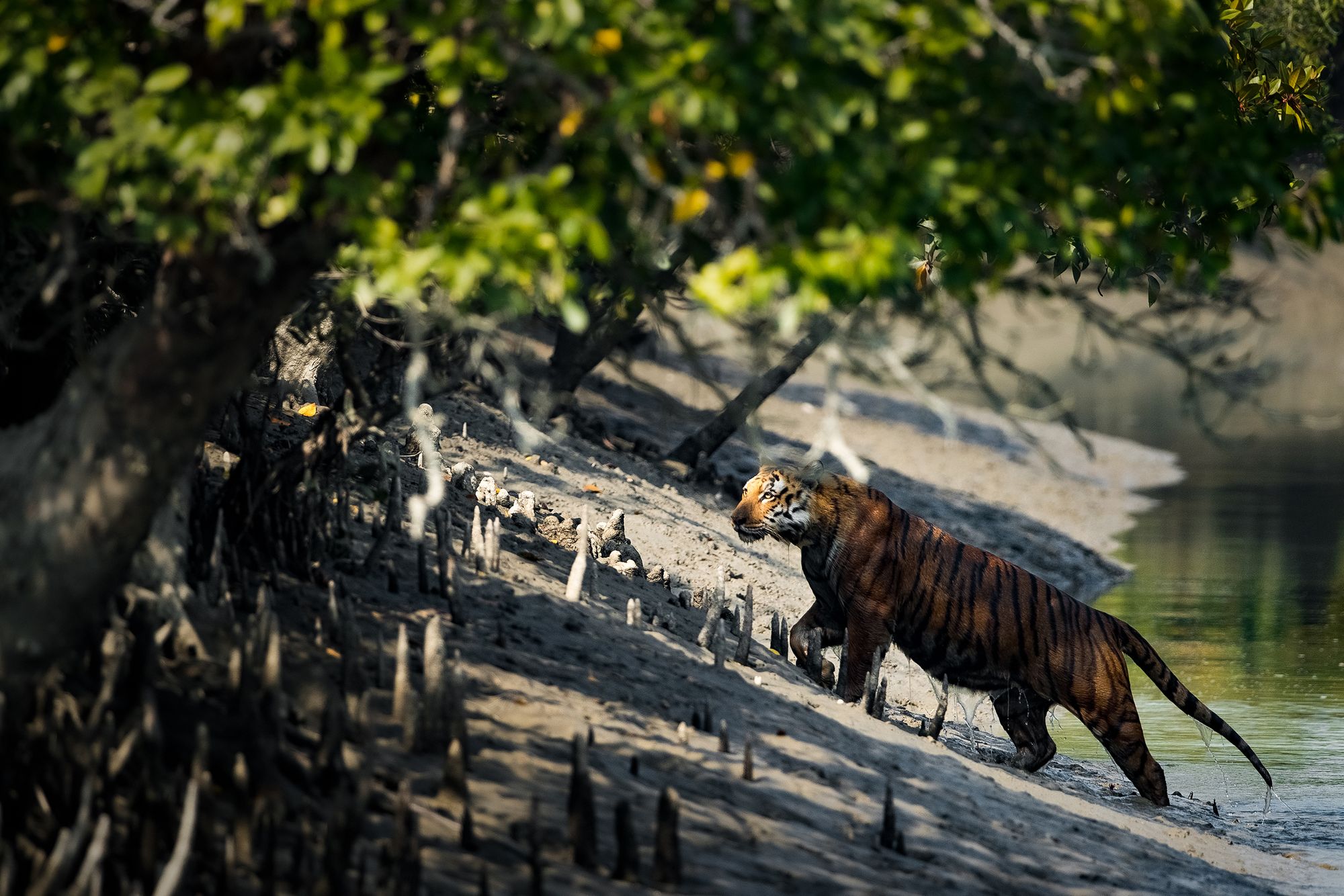 Mangrove & Wildlife