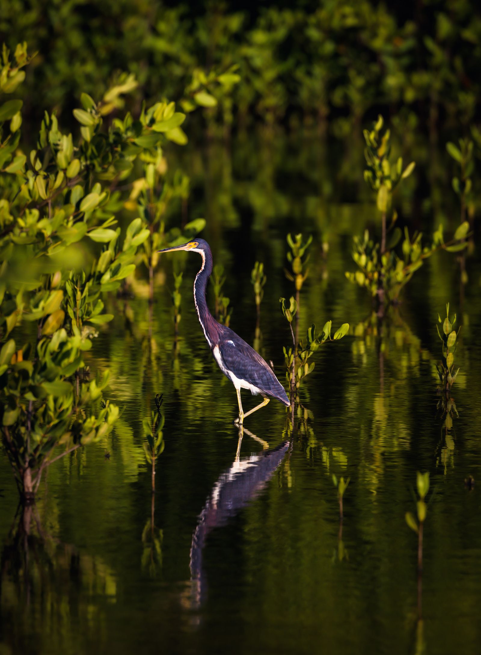 Mangrove & Wildlife