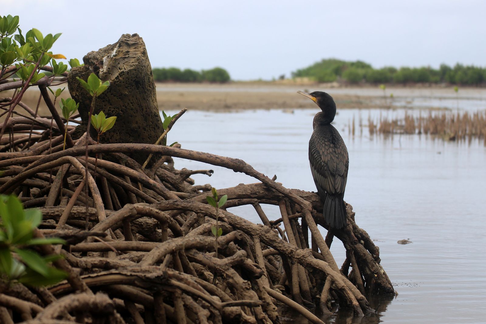 Mangrove & Wildlife