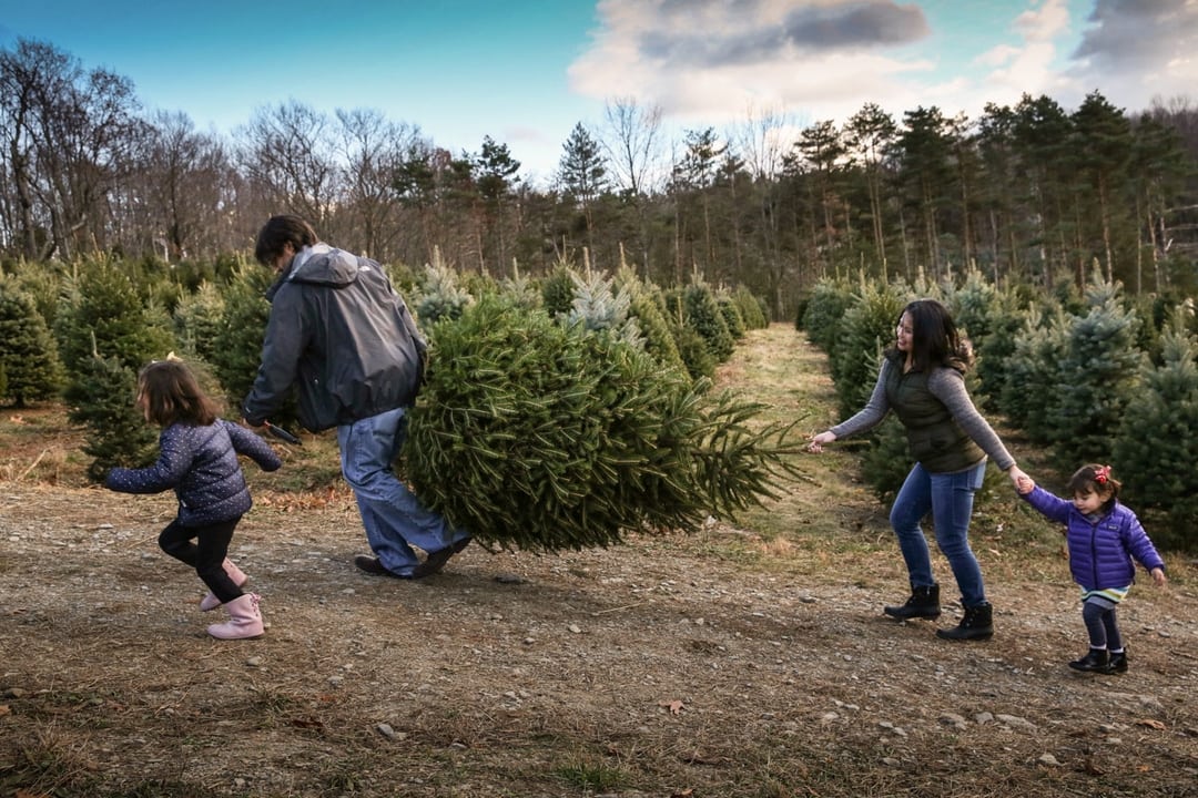 Emmerich Tree Farm - The Real Christmas Tree Experience