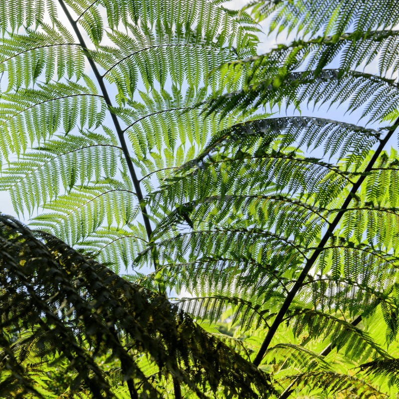 Kaponga - MyNativeForest