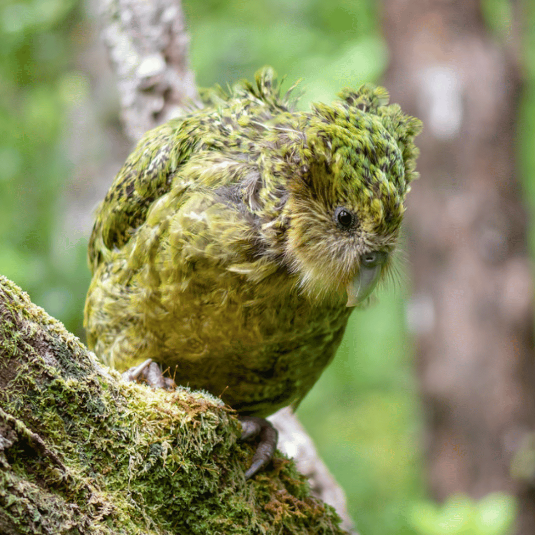 Endangered Animals in NZ | MyNativeForest