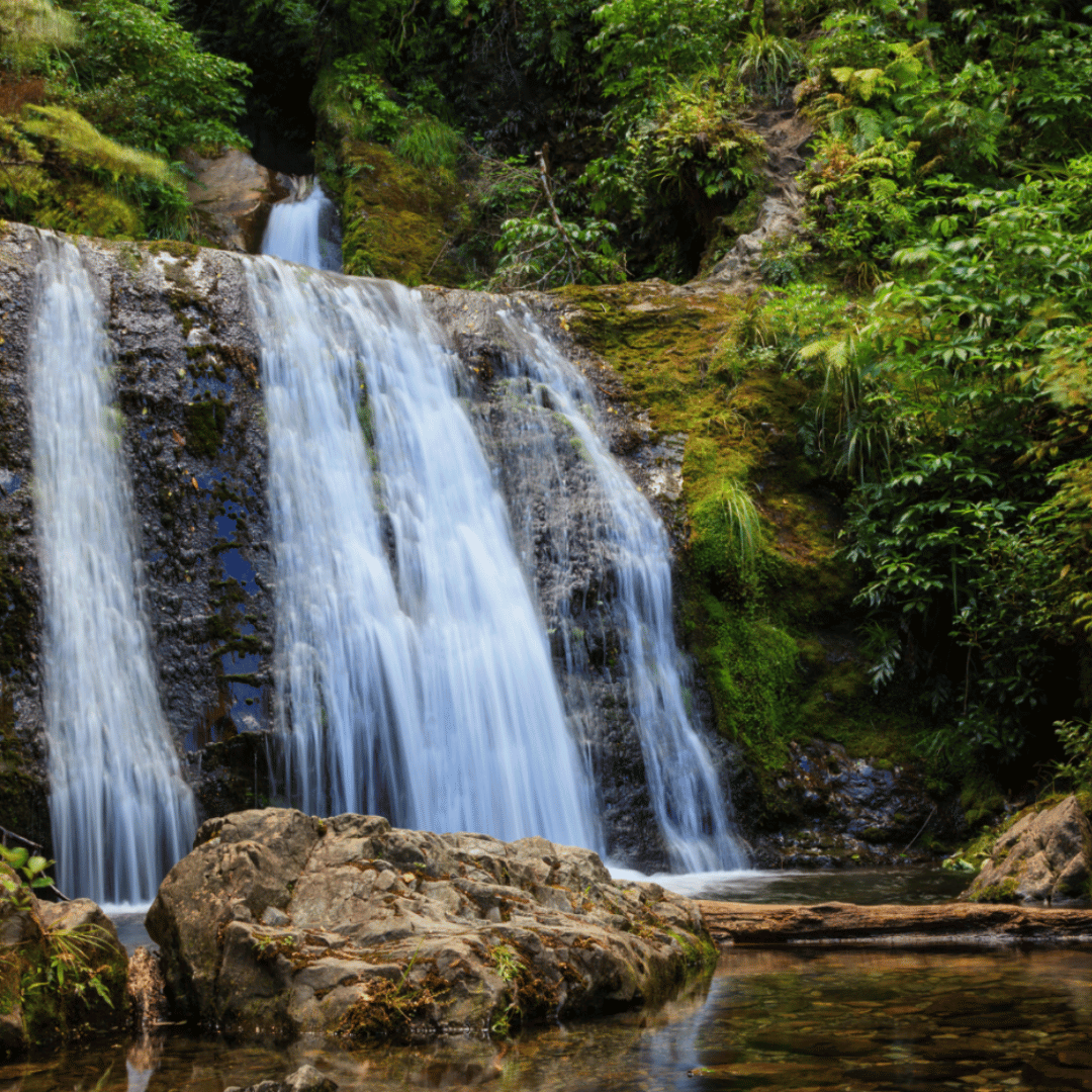 Science-Based Targets | MyNativeForest