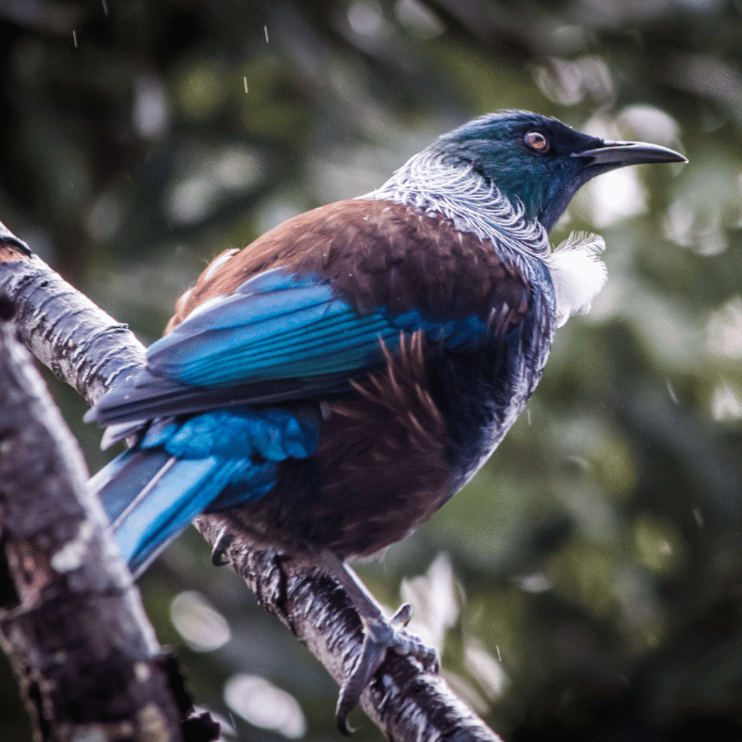 ICVCM | MyNativeForest