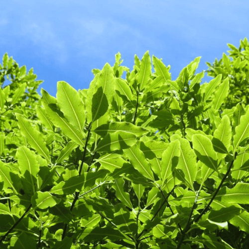 Tarata/Lemonwood - MyNativeForest