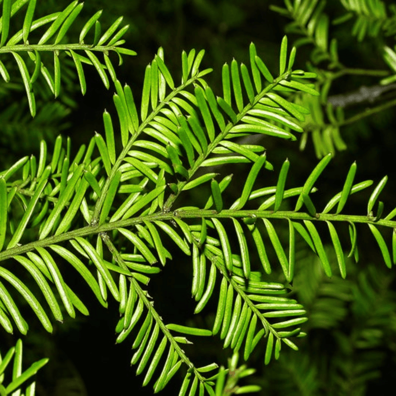 Matai - MyNativeForest