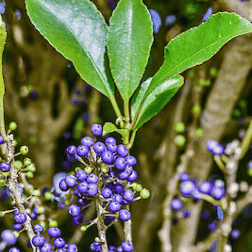 Mahoe - MyNativeForest