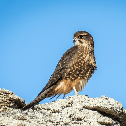 New Zealand Falcon - MyNativeForest