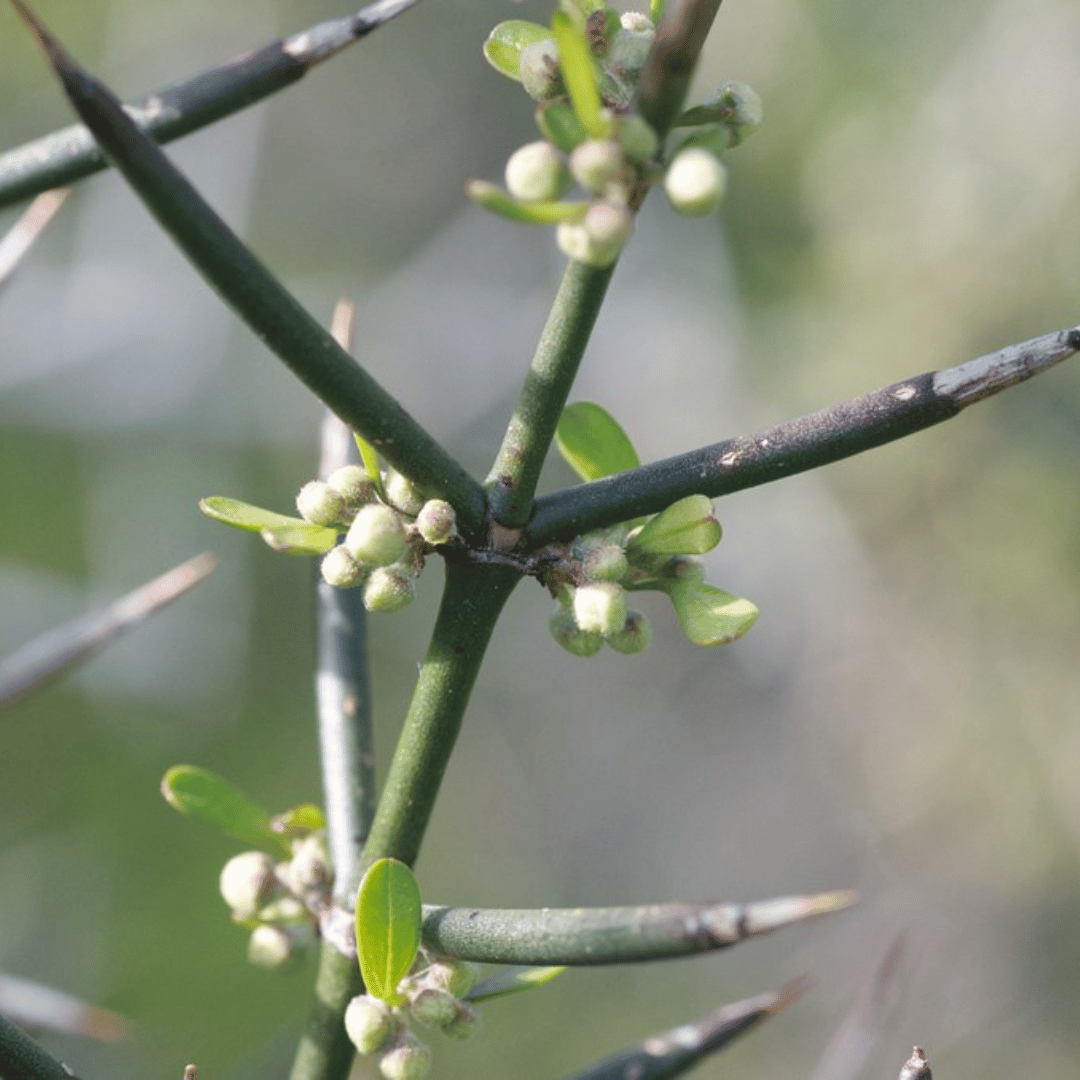 Matagouri - MyNativeForest