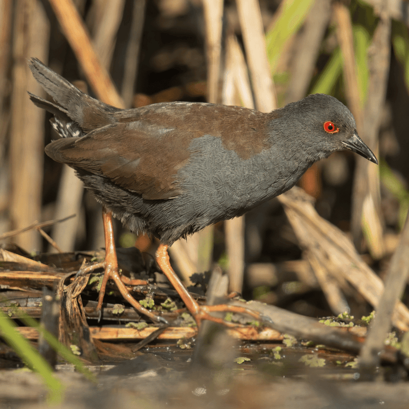 Spotless Crake - MyNativeForest