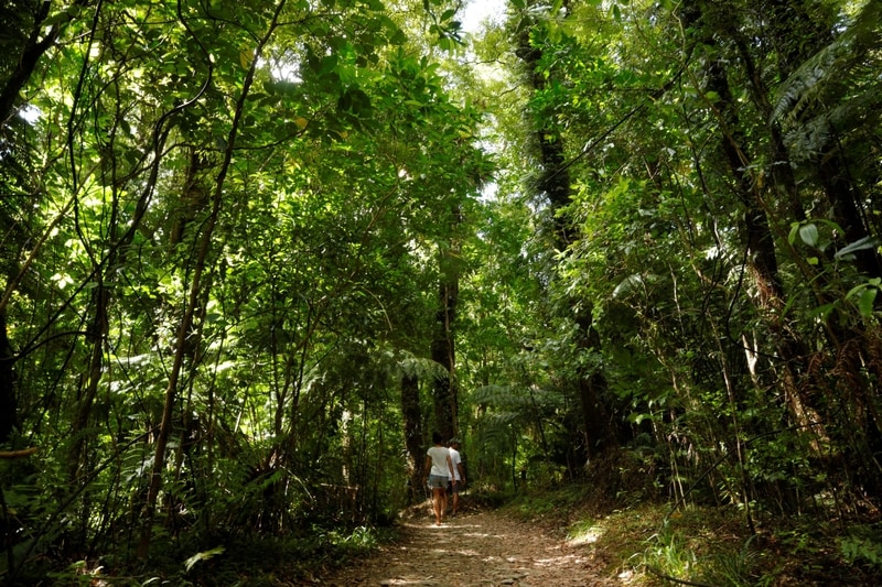 Register NZ Native Forest in the ETS - MyNativeForest