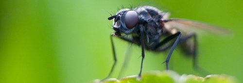 TIPOS DE MOSCAS Y RECOMENDACIONES PARA UN BUEN CONTROL DE PLAGAS | Tetengo