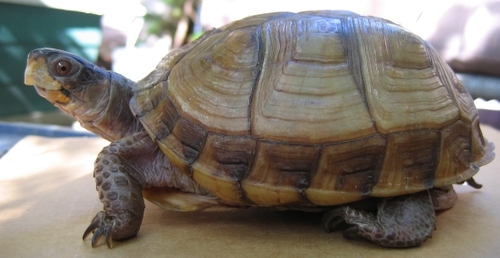 Three-Toed Box Turtle