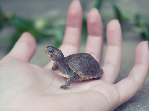 Three-Toed Box Turtle