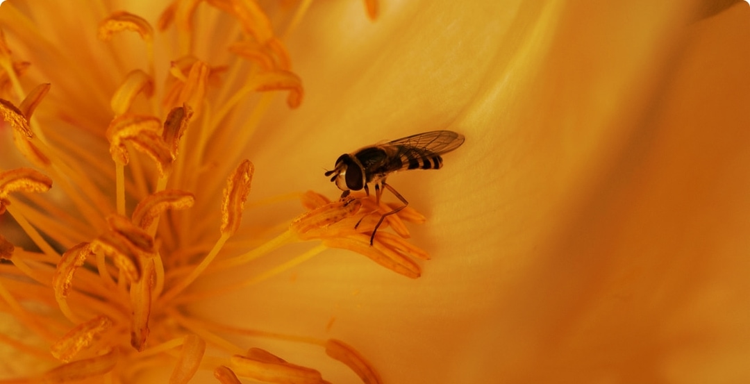 Pollen API For The World - Realtime Pollen Data with Accurate Pollen Counts - Ambee