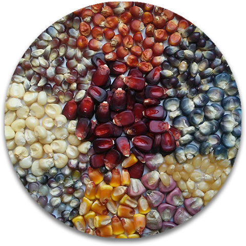 Grains 101