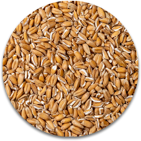 Grains 101