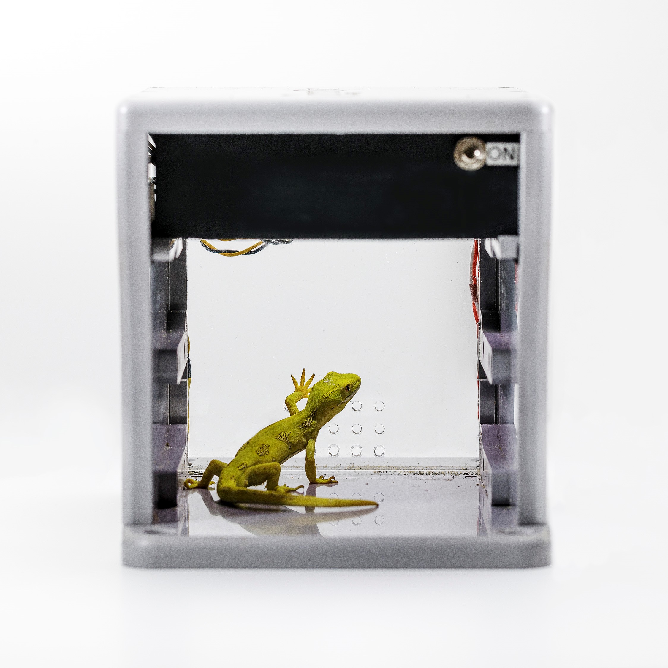 Home | Critter Solutions