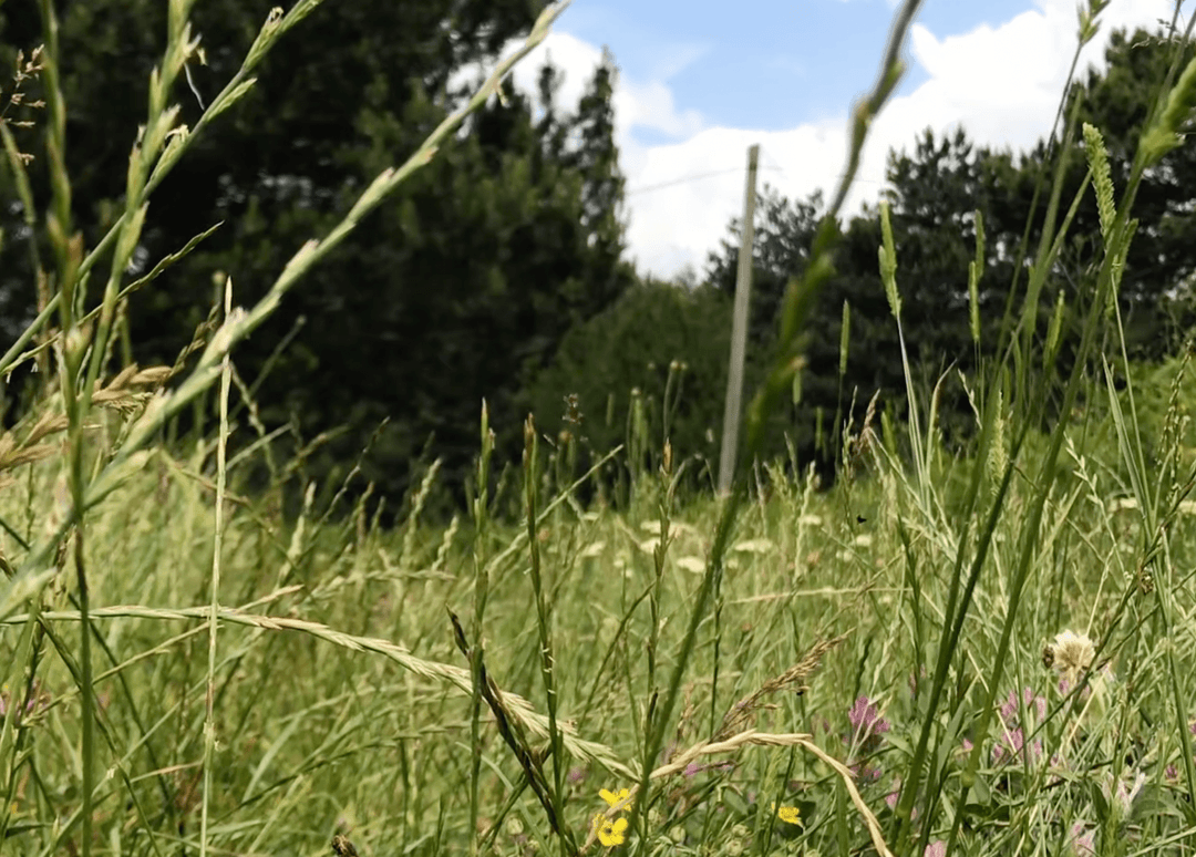 LifeAt Virtual Spaces