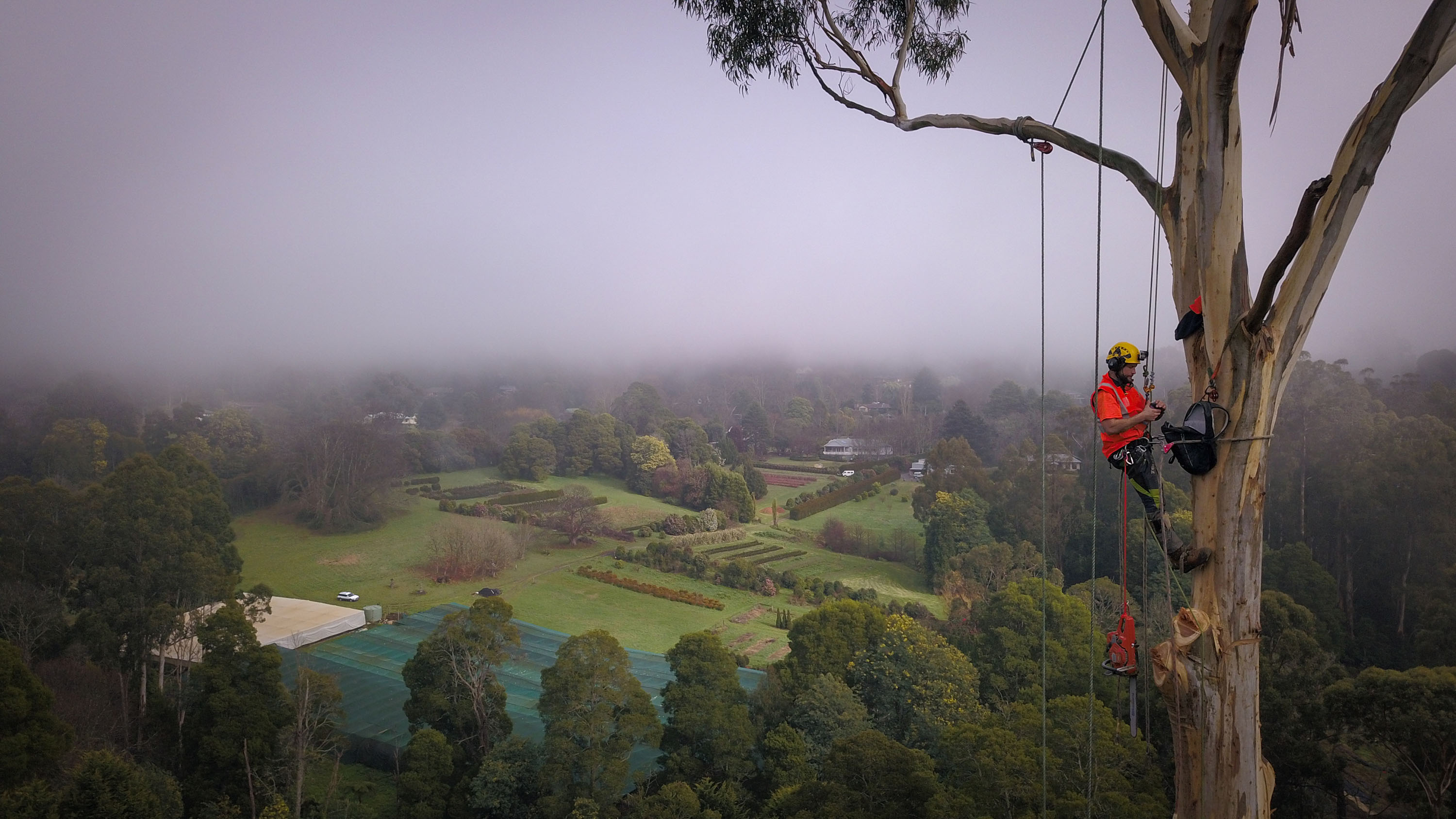 Hive Tree Services – Melbourne