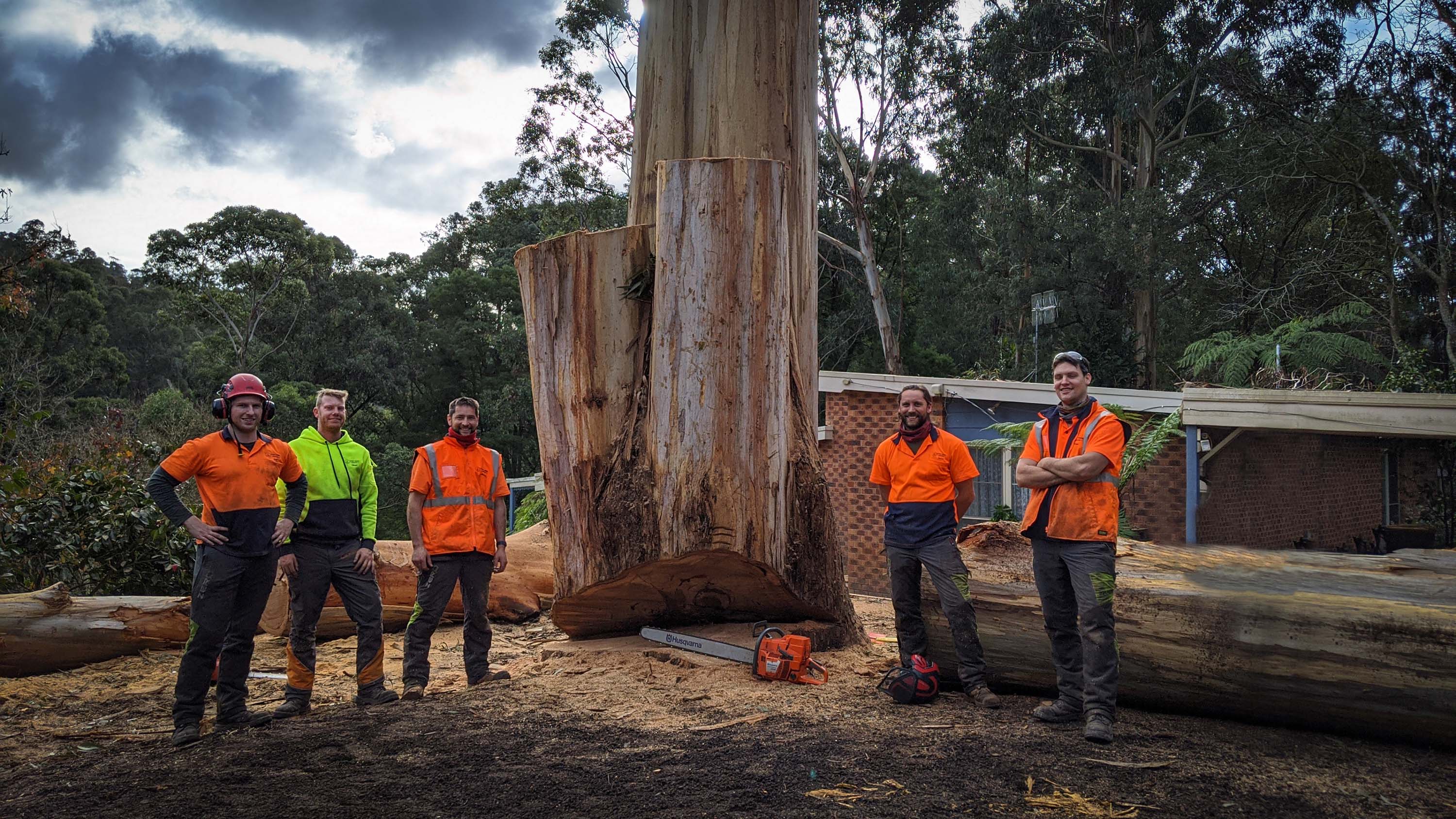 Home Page Hive Tree Services Melbourne