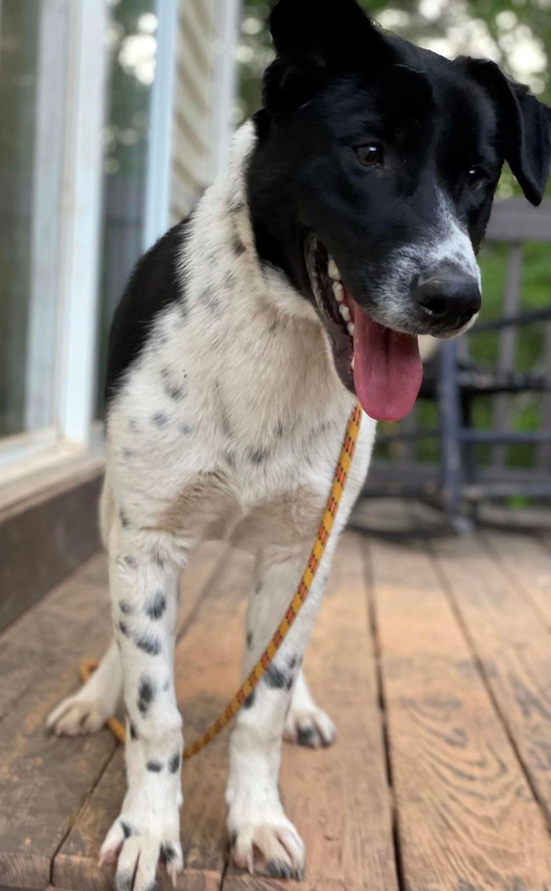 Forgotten, Now Family Rescue - Adopt A Dog