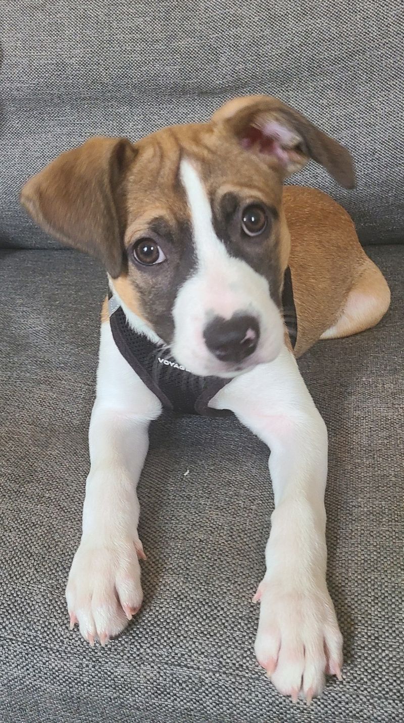 Forgotten, Now Family Rescue - Adopt A Dog