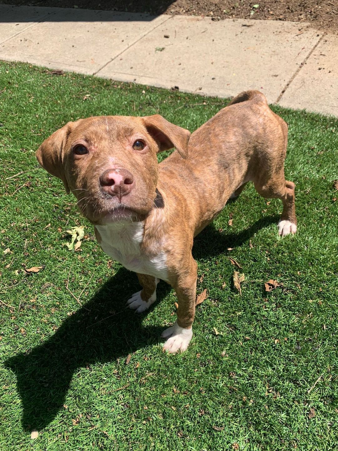 Forgotten, Now Family Rescue - Adopt A Dog