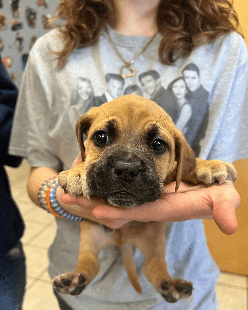 Forgotten, Now Family Rescue - Adopt A Dog