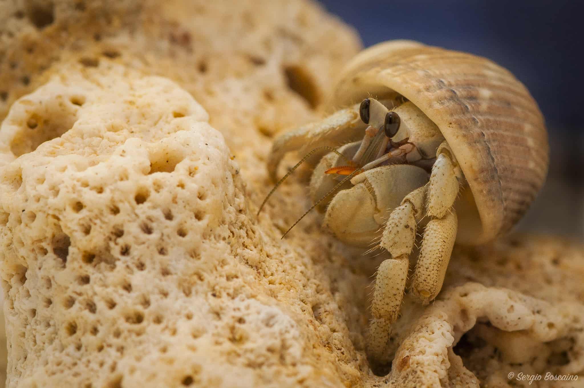 Hermit Crabs: The Sweet Looking Decapods that Belong in the Wild