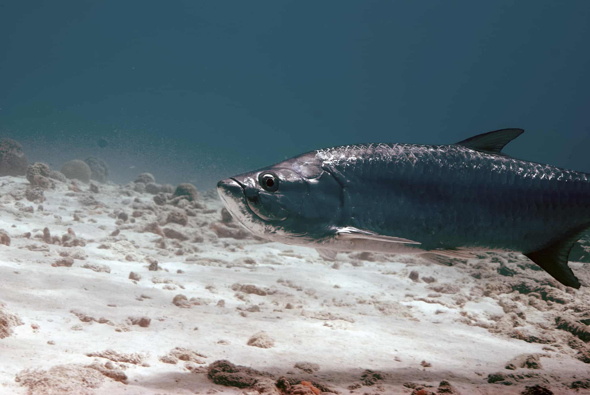 Atlantic Tarpon: 10 Killer Facts about the Ancient Predator